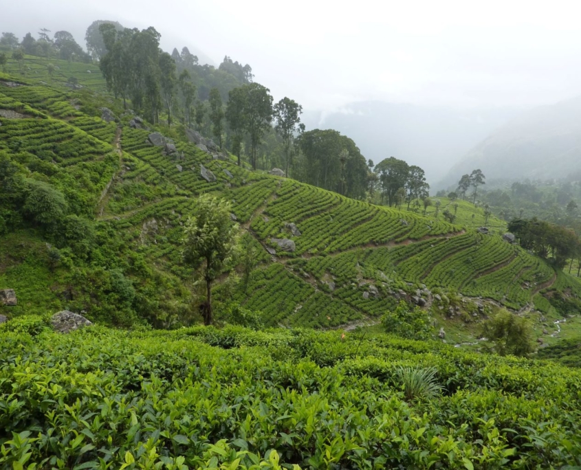 Tea Plantations In Sri Lanka: The 7 Best Tea Factory Tours