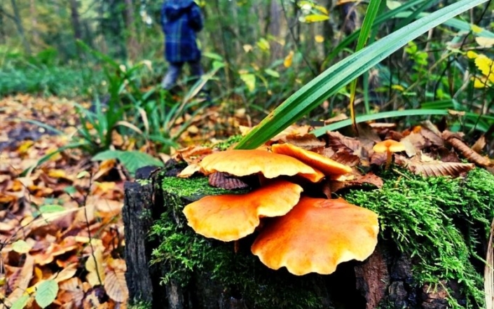 Exploring The Broxbourne Woods Sculpture Trail