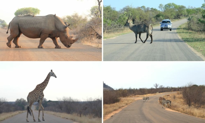 The Best Time To Visit The Kruger National Park